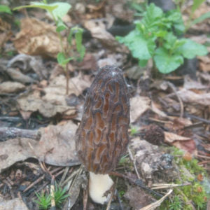 Morel Mushrooms – Untamed Feast Inc.