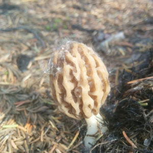 Morel Mushrooms – Untamed Feast Inc.