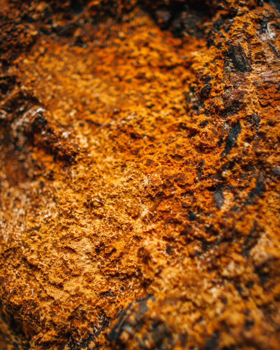 Chaga Mushrooms – Untamed Feast Inc.