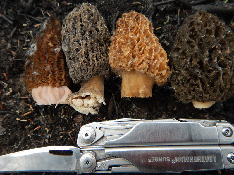 Morel Mushrooms – Untamed Feast Inc.